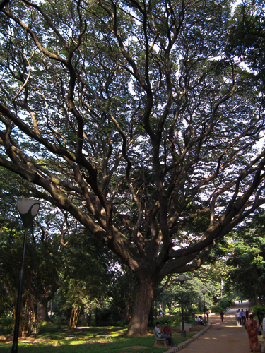 A Year in Pictures - Lal Bagh Tree - Swan Tower